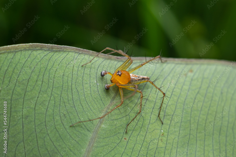 Oxyopes salticus is a species of spider in the family Oxyopidae. This ...