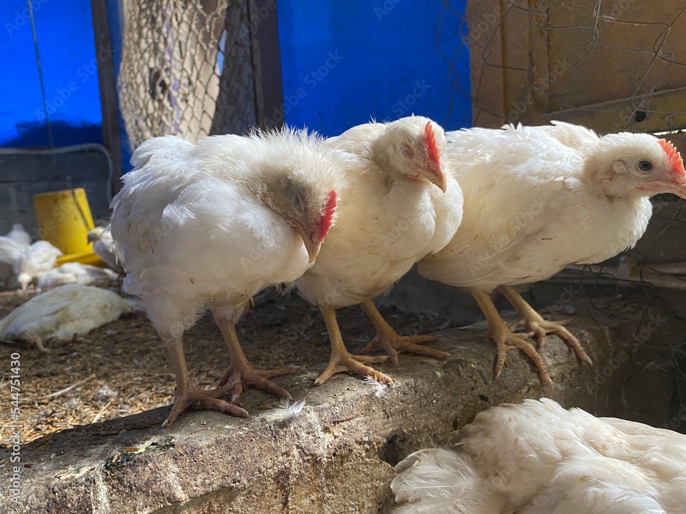 Sick and death Chickens, Disease Outbreaks, Avian Influenza or ...