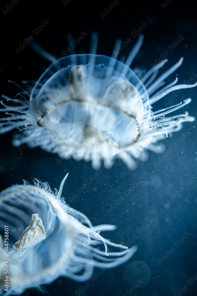 Peach blossom jellyfish (Craspedacusta sowerbii) macro close-up, a ...