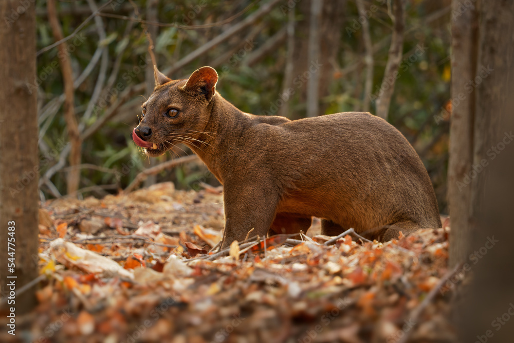 Fossa - Cryptoprocta ferox long-tailed mammal endemic to Madagascar ...