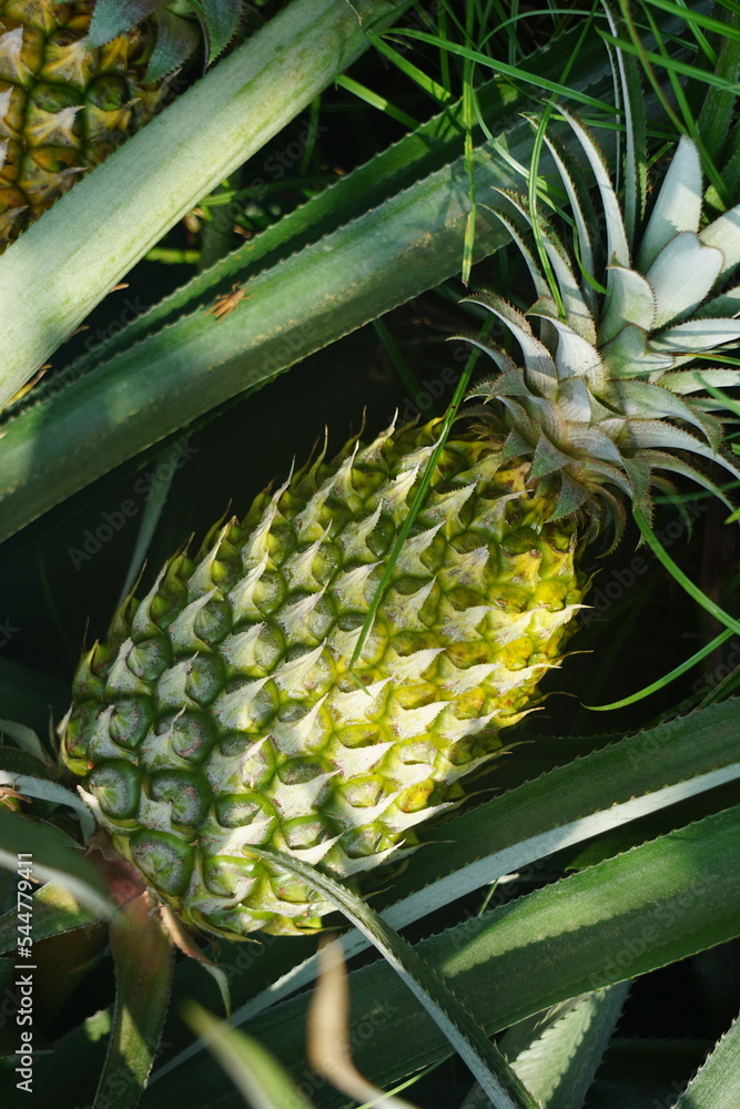 Pineapple tree (Ananas comosus) with a natural background. Exotic ...