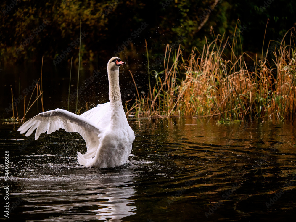 Beautiful adult swan flapping its wing in a dark lake water. Stock ...