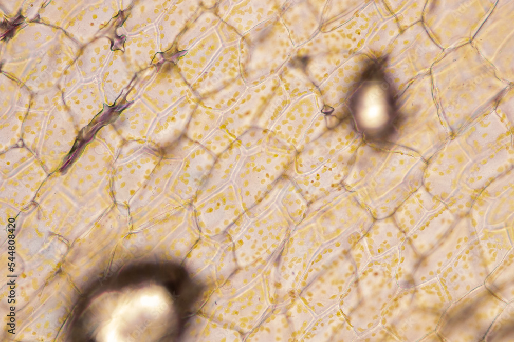 Cell structure flower, View of chromoplast showing in plant cells under ...