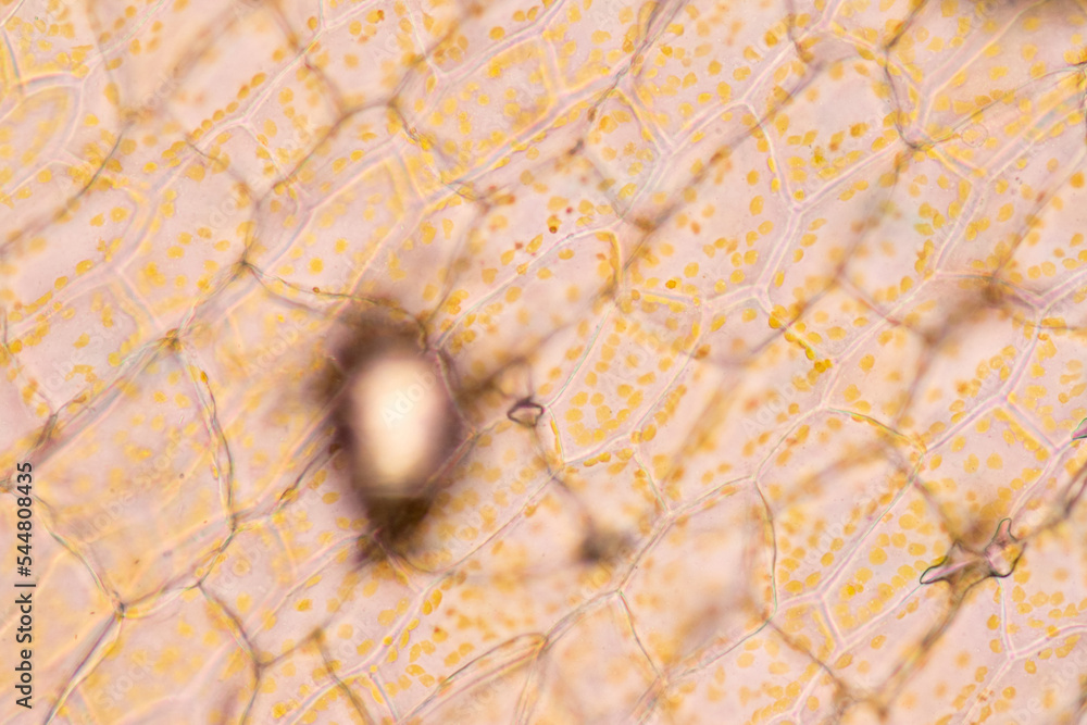 Cell structure flower, View of chromoplast showing in plant cells under ...