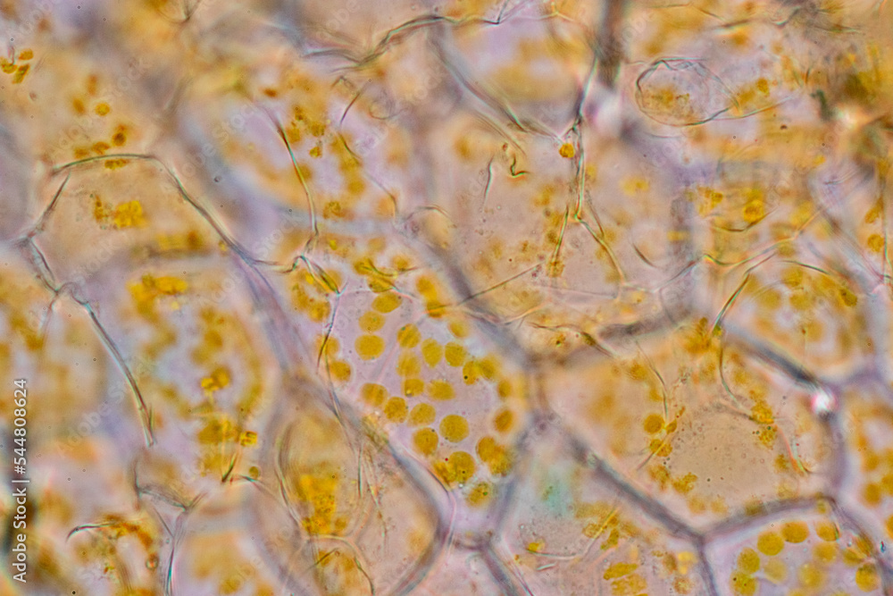 Cell structure flower, View of chromoplast showing in plant cells under ...