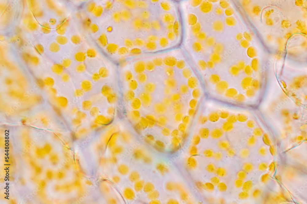 Cell structure flower, View of chromoplast showing in plant cells under ...