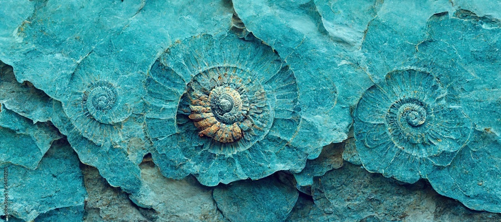 Elaborate and unique calcified aquamarine blue ammonite sea shell ...
