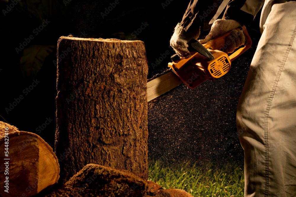electric chainsaws cut trees in the forest for building a house and ...