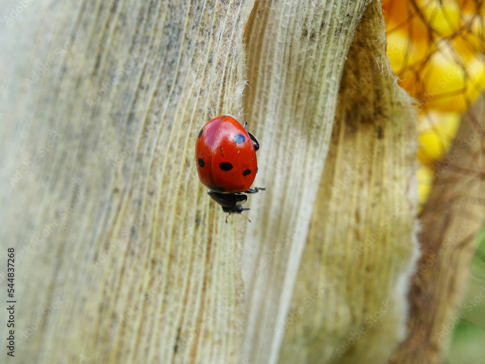 Flowers for forming a corn crop, corn on the cob, ladybug Stock Photo ...