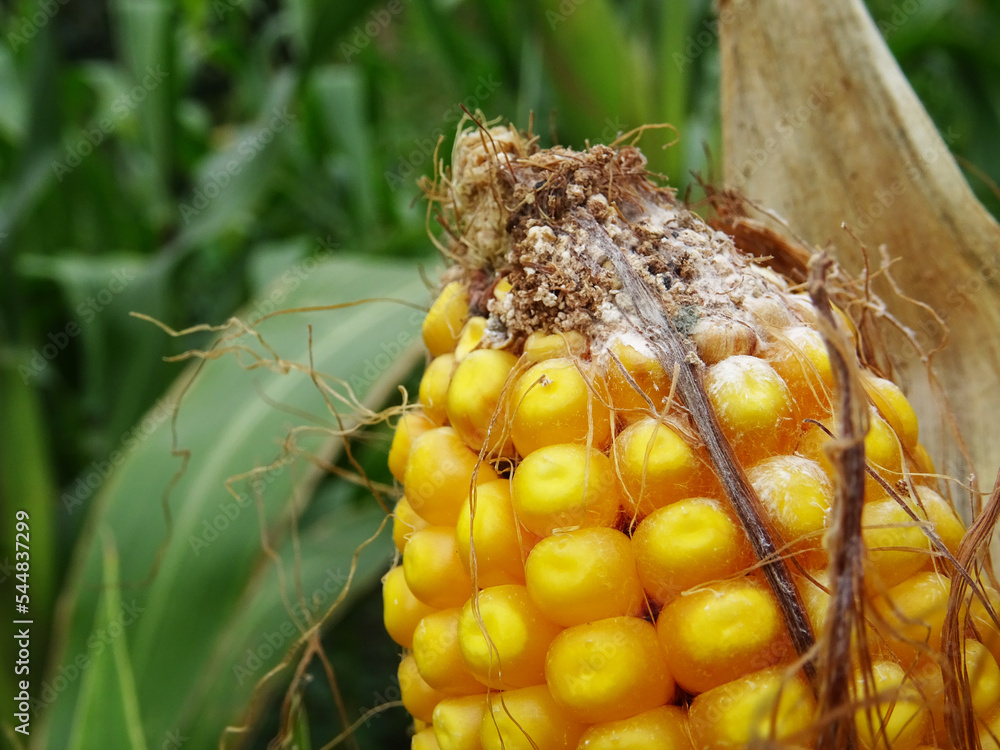 Damaged corn plants in the field, crop losses, pests and diseases on ...
