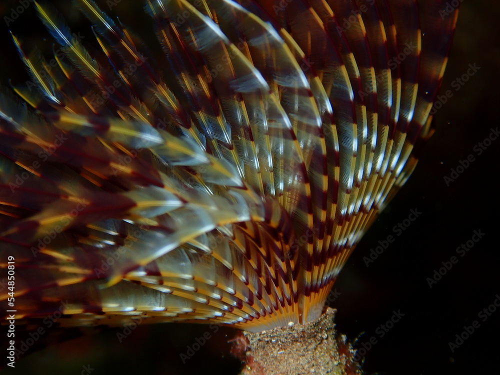 Sabella Fan Worm