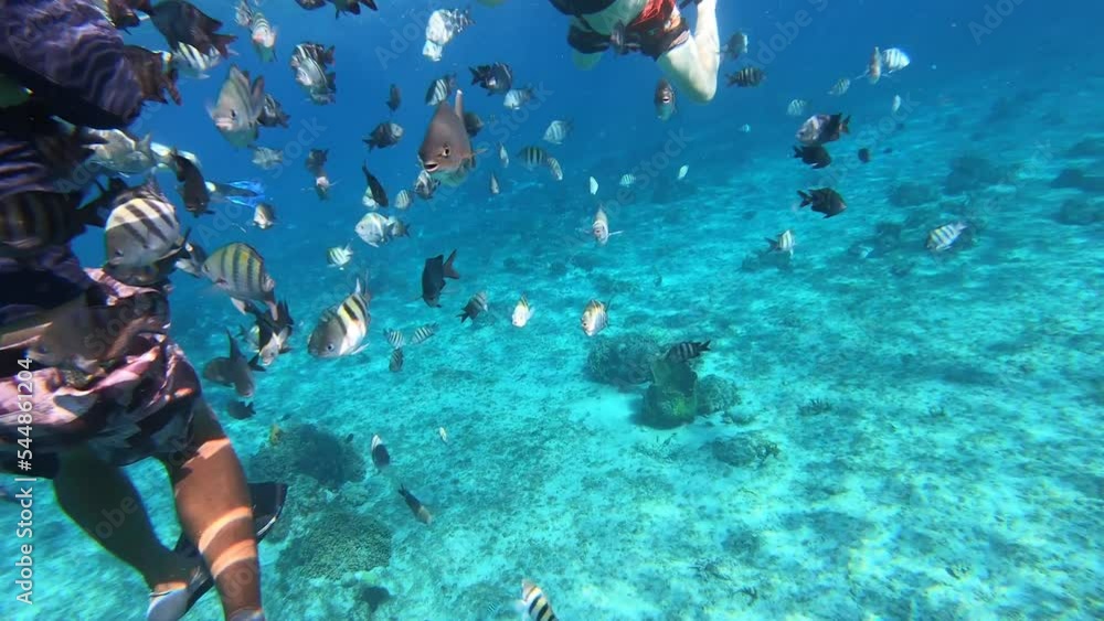 Photographer clicking pictures underwater of tourists with school of ...