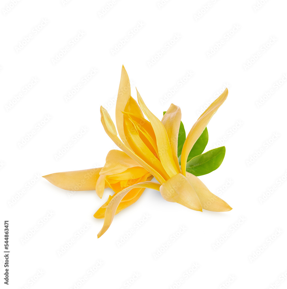 Champaca, Champa isolated on transparent background. (.PNG) Stock Photo ...