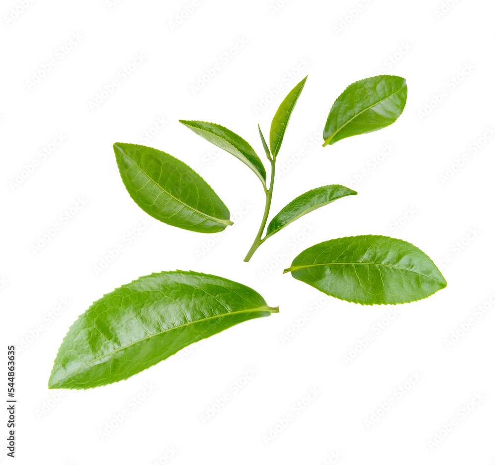 Green tea leaves isolated on transparent background. (.PNG) Stock Photo ...