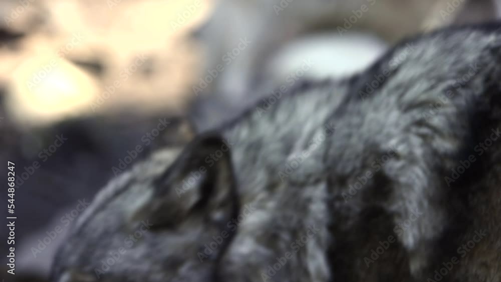 timber wolf lunging and snapping beautifully in and out of focus action ...