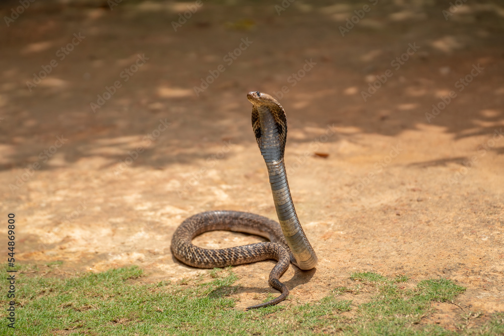 The cobra is the common name of some elapids able to widen the ribs to ...