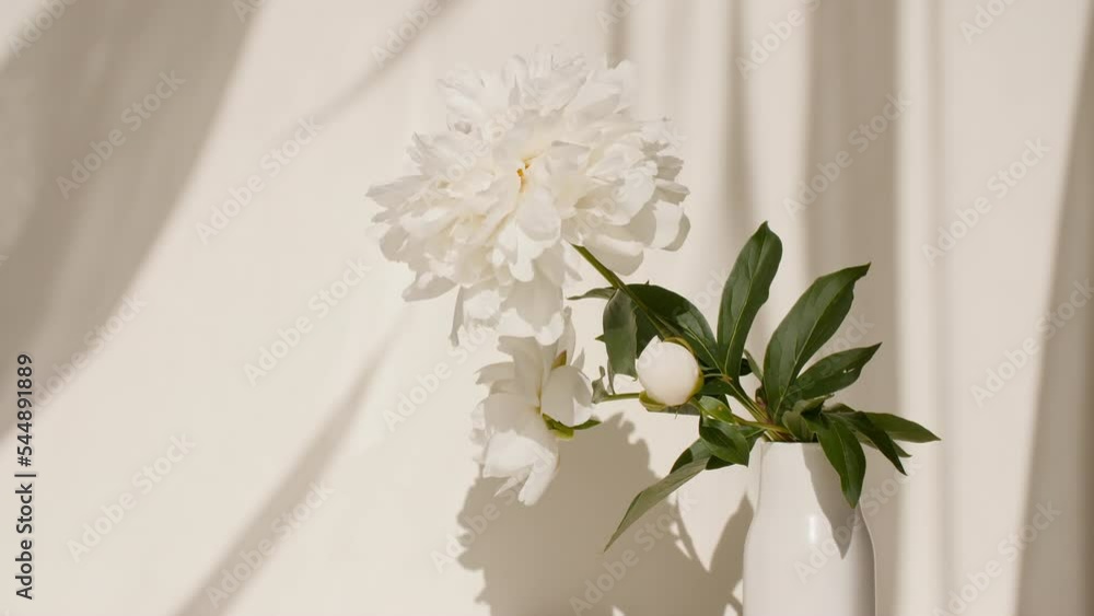 Light and shadows from from leaves of the peony. Wind blows through the ...