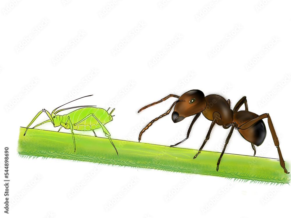 ant and aphid a cooperative biological relationship. The ant consumes ...