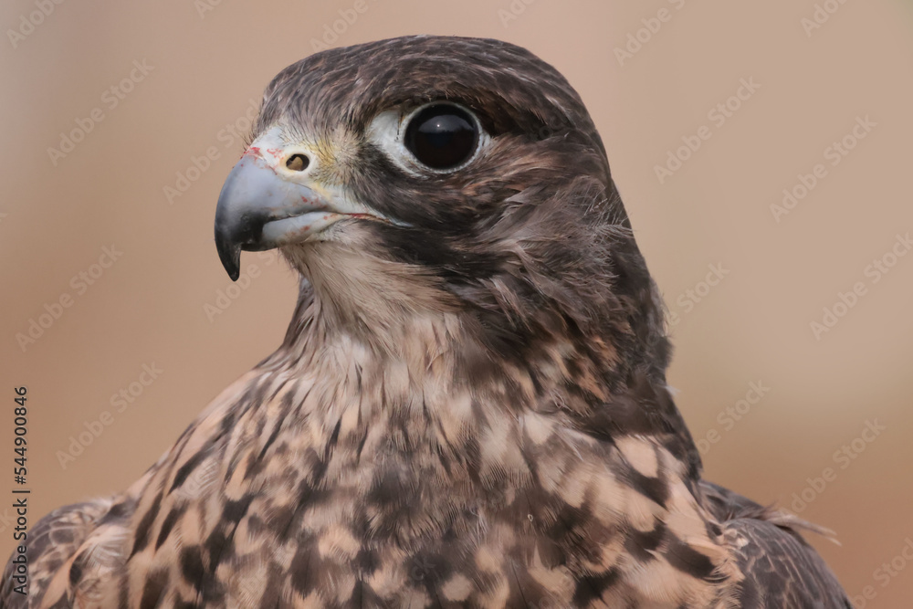 Gryfalcon/Perrigrine falcon cross being trained for falconry in late ...