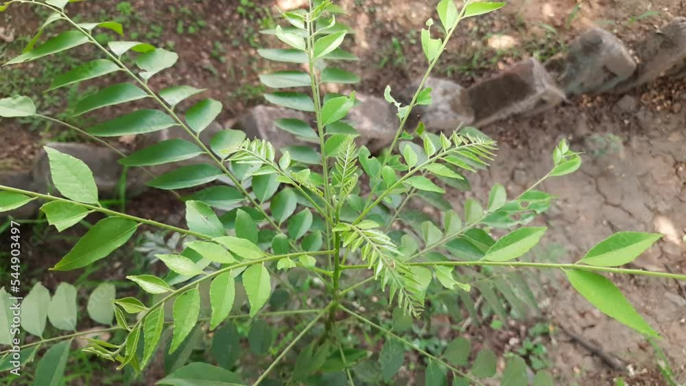 Curry tree. It's other names Murraya koenigii and Bergera koenigii ...