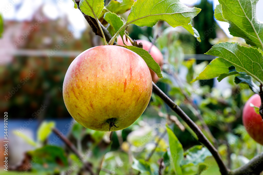 Äpfel an einem Bio Apfelbaum zur Ernte im Herbst Stock Photo | Adobe Stock
