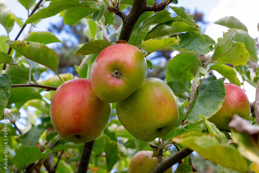 Äpfel an einem Bio Apfelbaum zur Ernte im Herbst Stock Photo | Adobe Stock