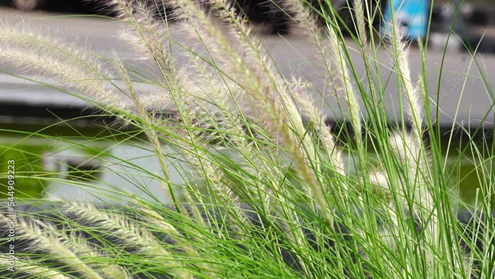 Pampass Grass (Also called Alang-alang, bunga kemoceng) in the garden ...