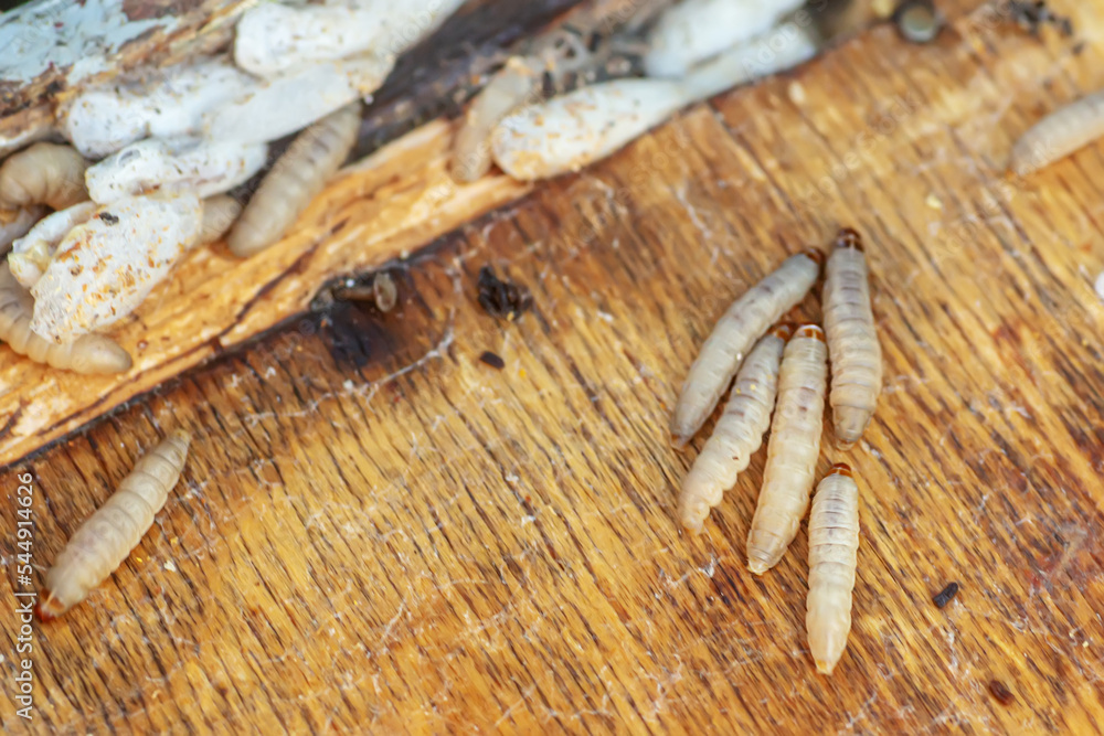 Fully-grown larvae form cocoons in comb debris, attached to frame or ...