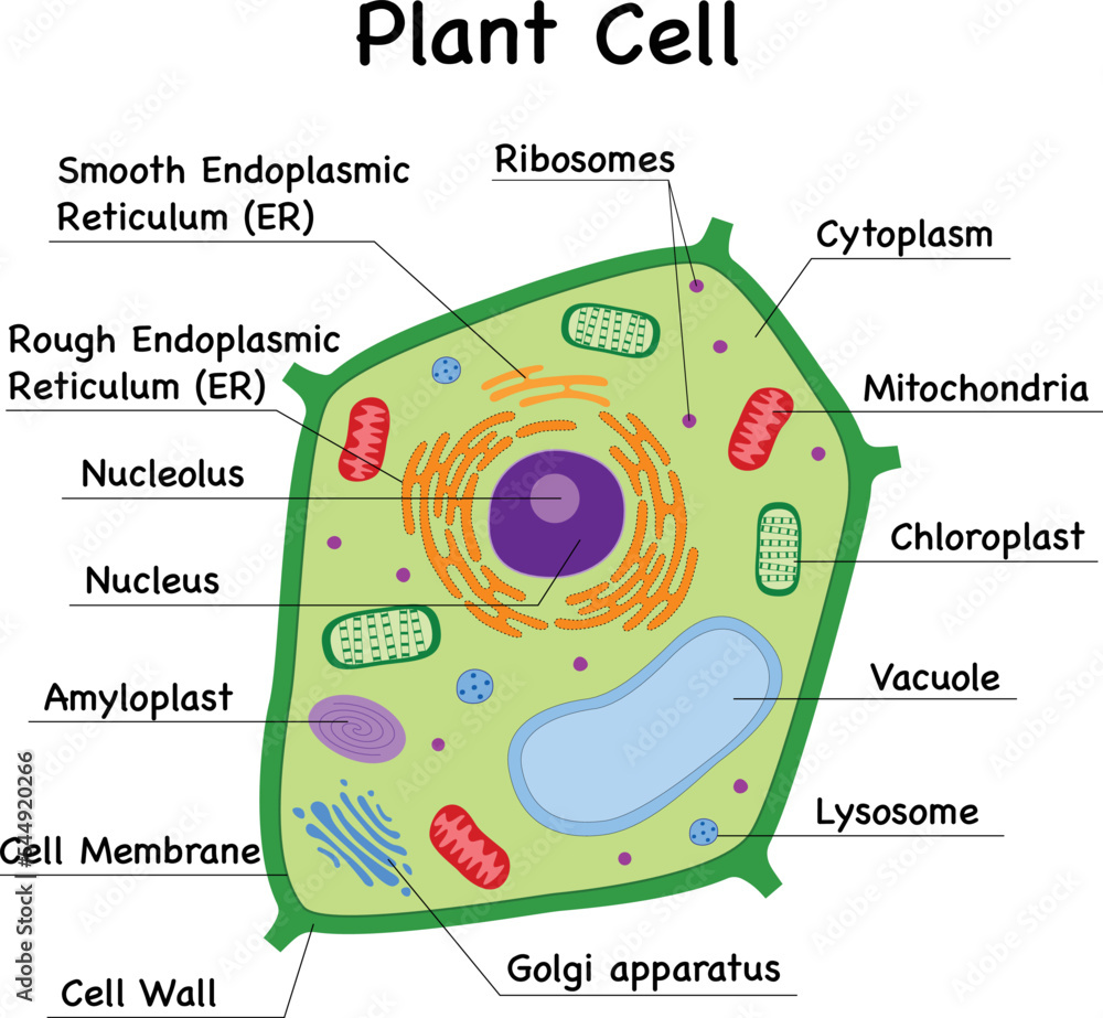 Plant cell parts diagram educational illustration fill in the blanks ...