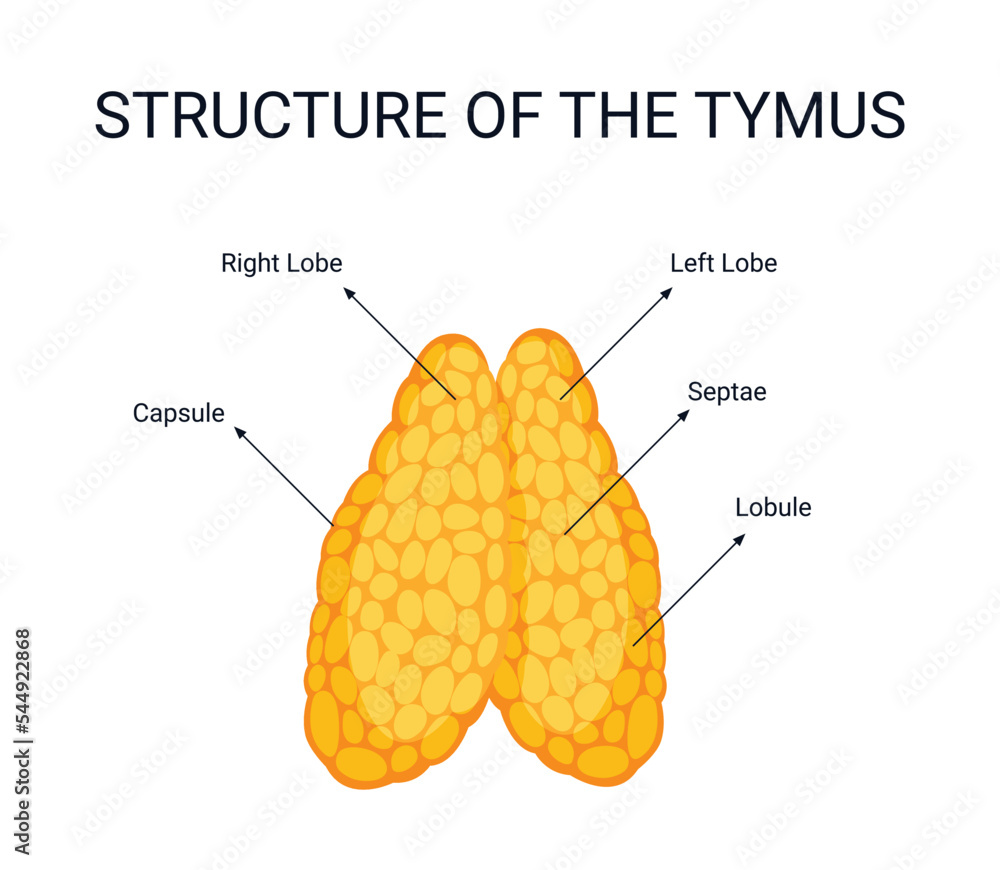 thymus structure, human organ, illustration organ details concept Stock ...