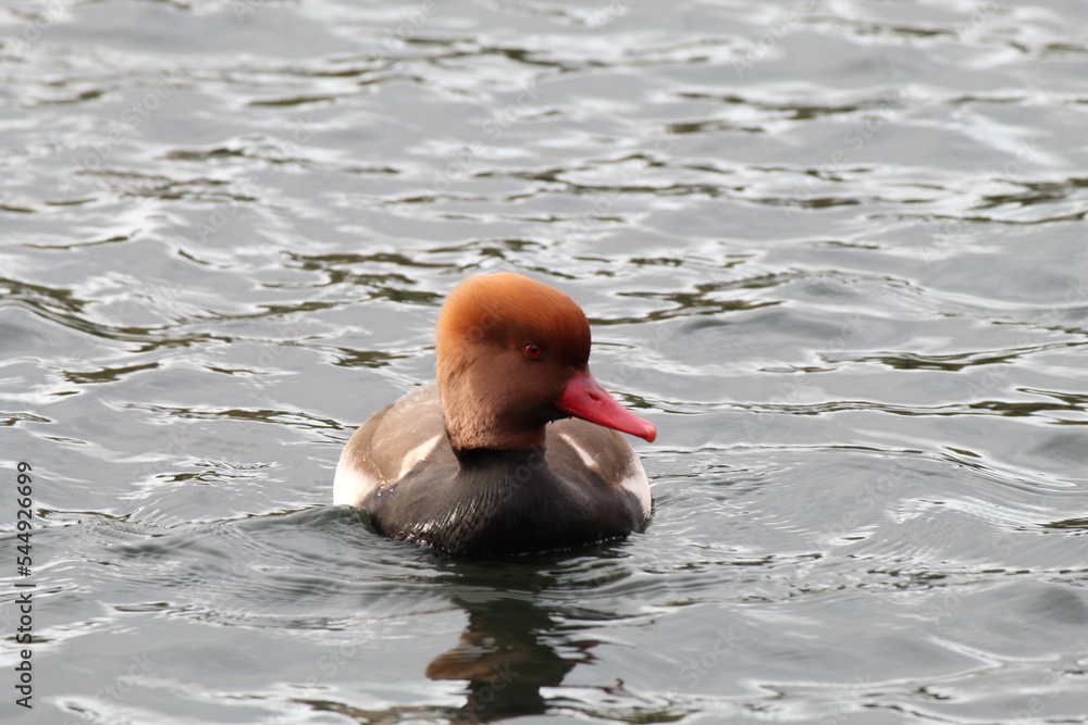 A beautiful, rare and unique Red Crested Pochard Duck on a lake in ...