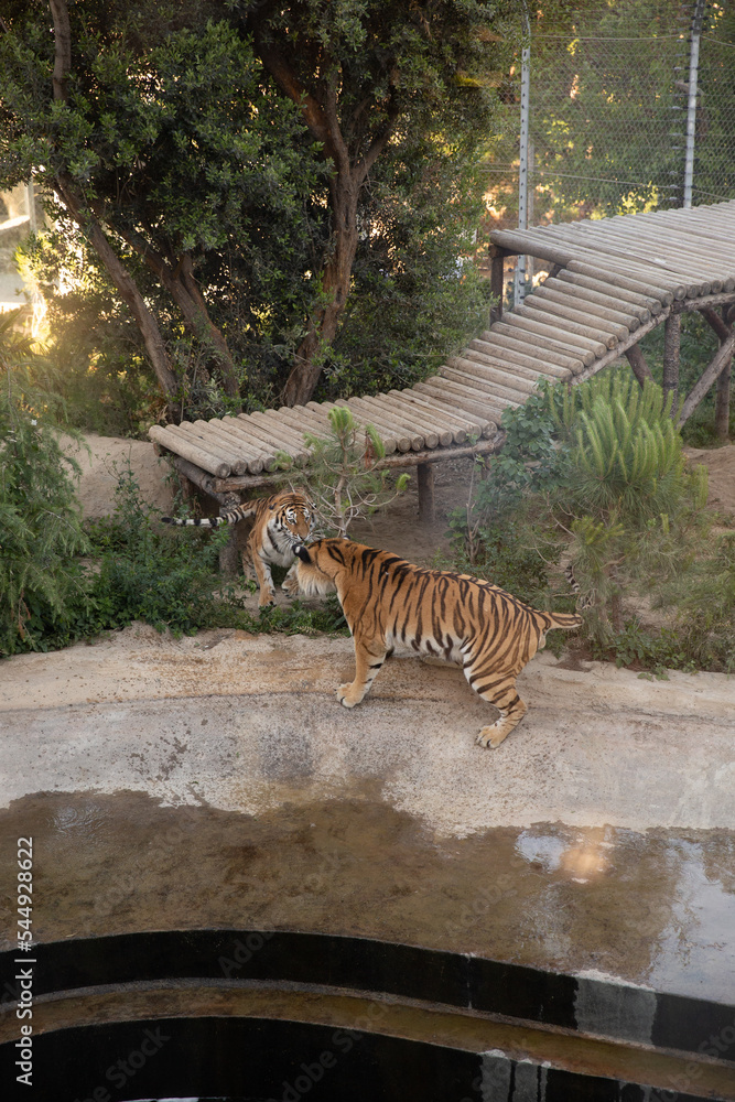 Tigers in the zoo Stock Photo | Adobe Stock
