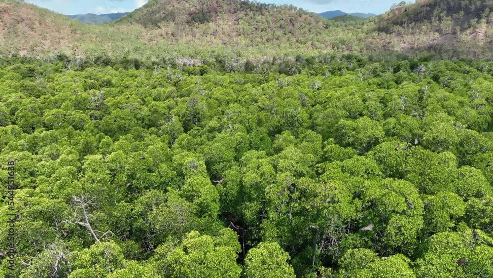 Sunda flying foxes, Acerodon mackloti, fly over the canopy of a remote ...