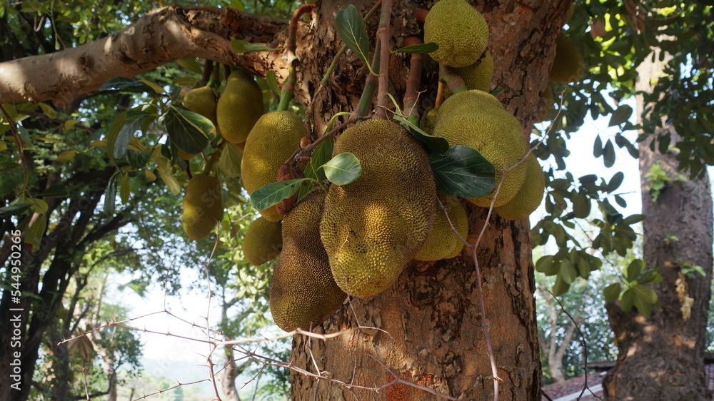 Jackfruit, jackfruit loaded with beautiful jackfruit with incredible ...