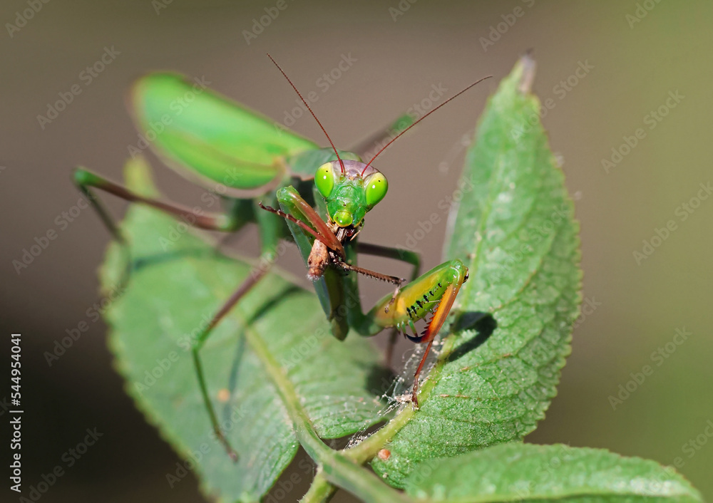 Macro photography of a praying mantis (Mantis religiosa) eating a ...