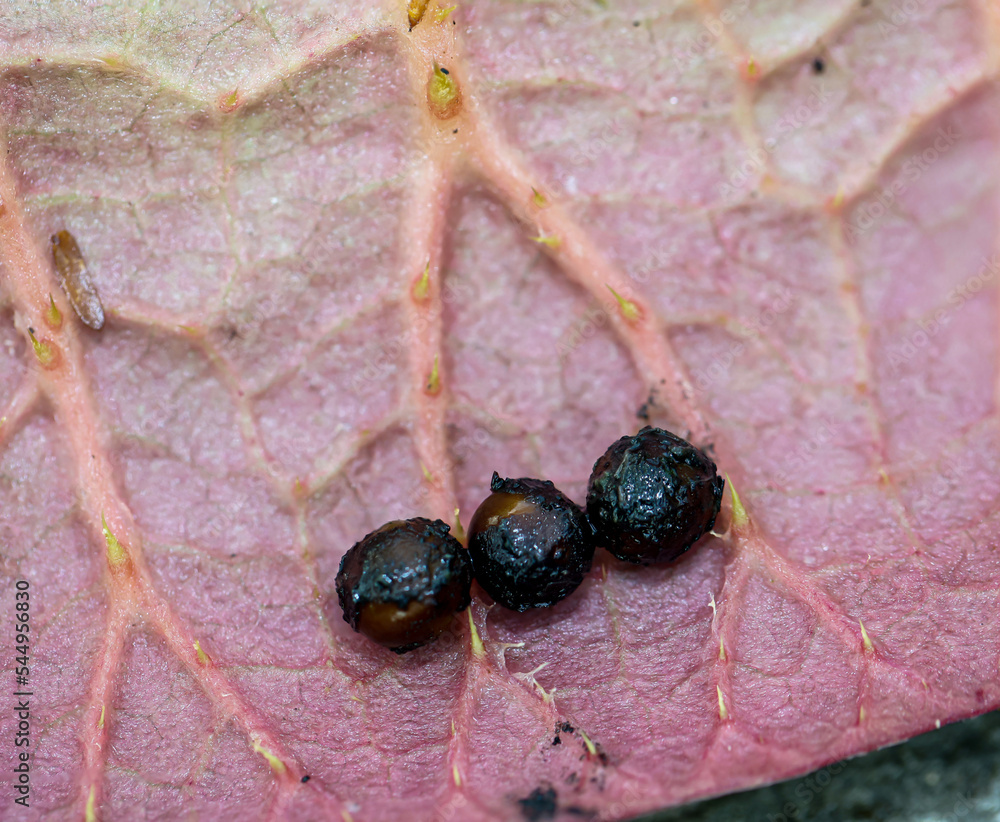 Foto de Der Samen der Riesenseerose (Victoria cruziana), so wie man es ...