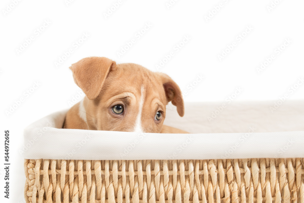 Hiding Puppy