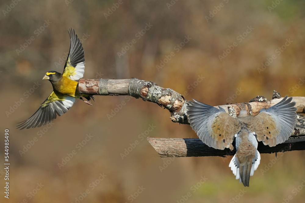Evening Grosbeak Flying