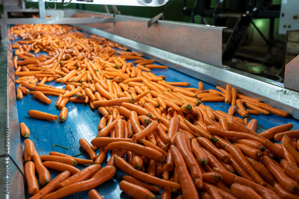 Carrot Processing Line. Washed Carrots Moving On Blue Conveyor Belt In ...