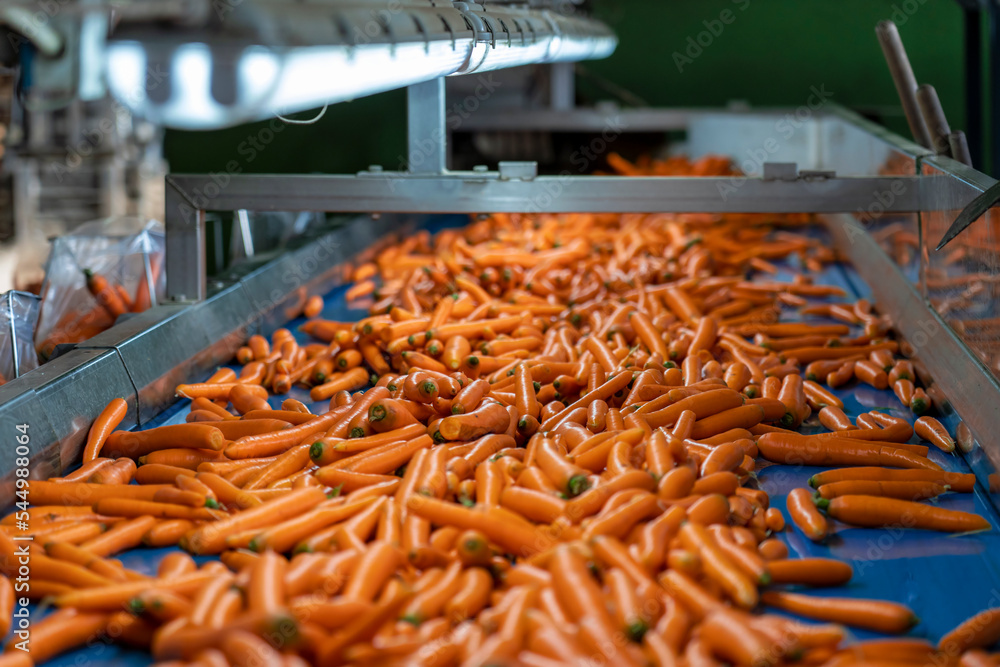 Commercial Production and Management of Carrots. Washed Carrots Moving ...