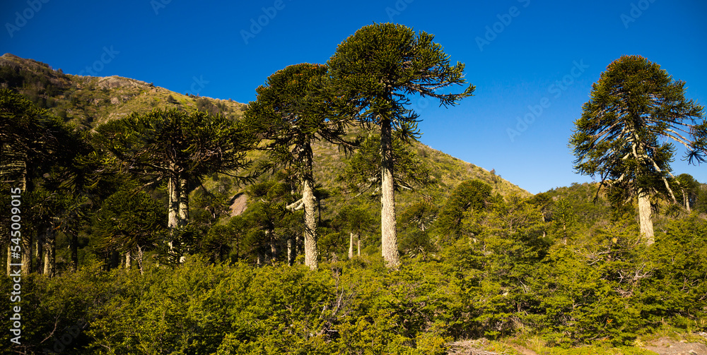 Mixed forest at slopes of Andes mountains, Patagonia, Chile, Argentina ...