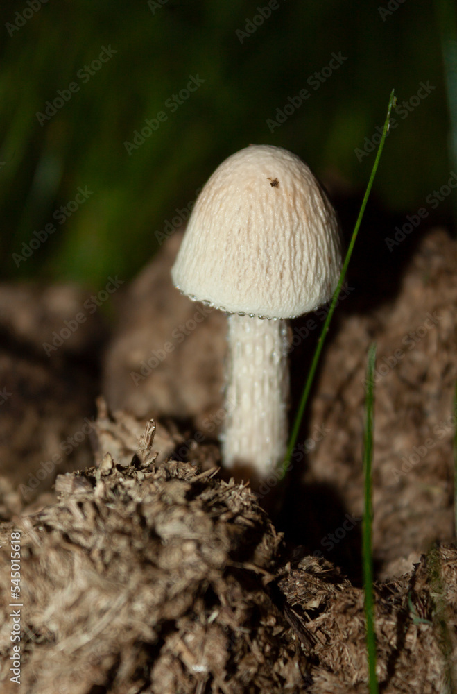 A Panaeolus mushroom growing in a natural environment. Cow manure ...