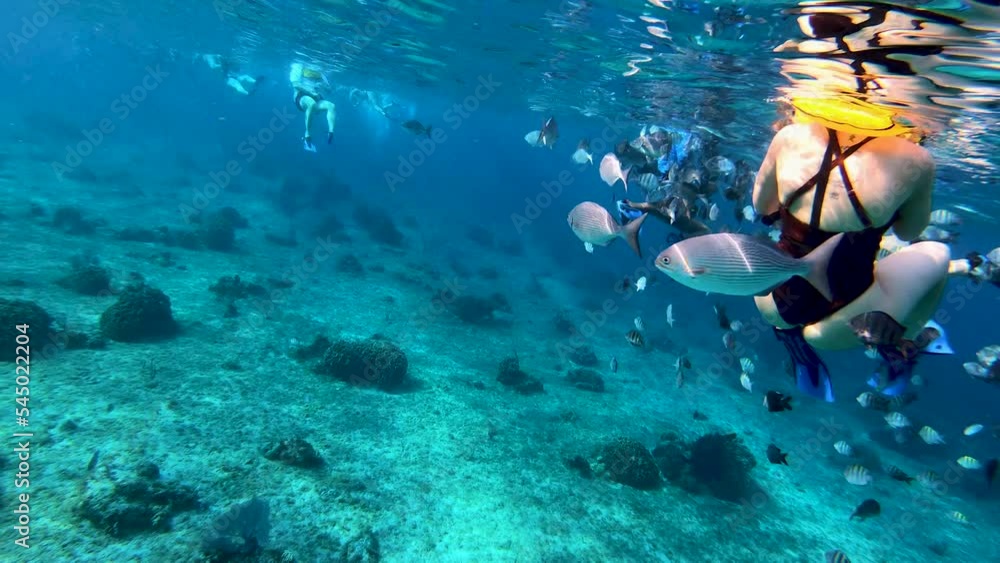 Girl swimming with reef fishes in blue ocean | girl swimming with ...