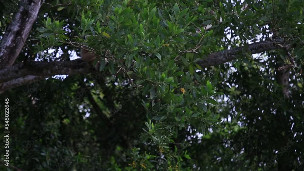 Gibbons are in the phylum of vertebrates. Primates are tailless apes ...