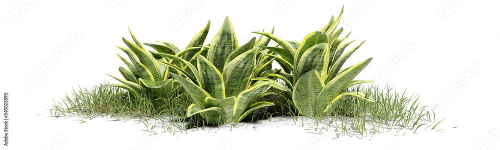 3d illustration of garden plants isolated on transparent background via ...