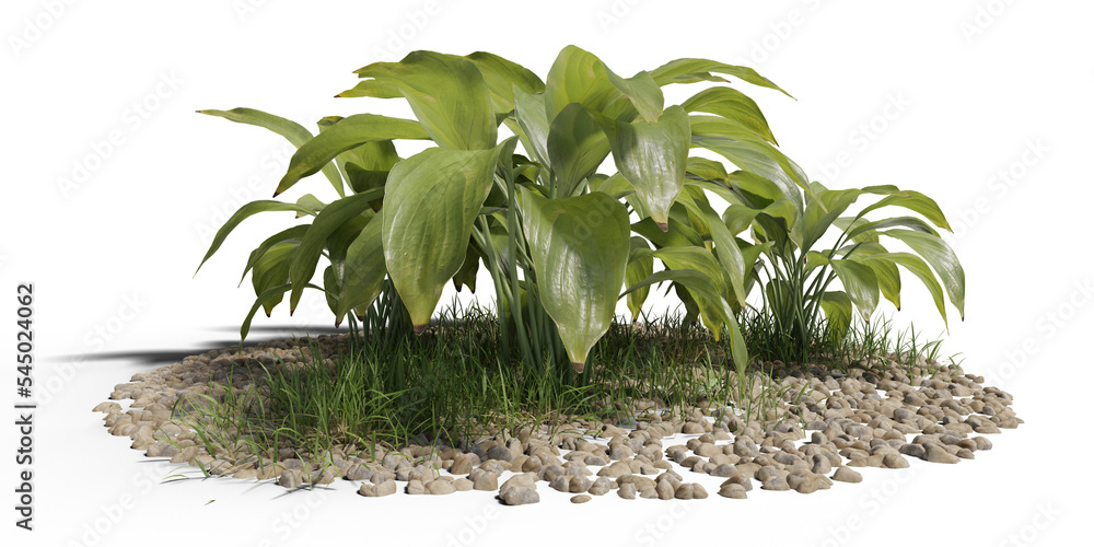 3d illustration of garden plants isolated on transparent background via ...