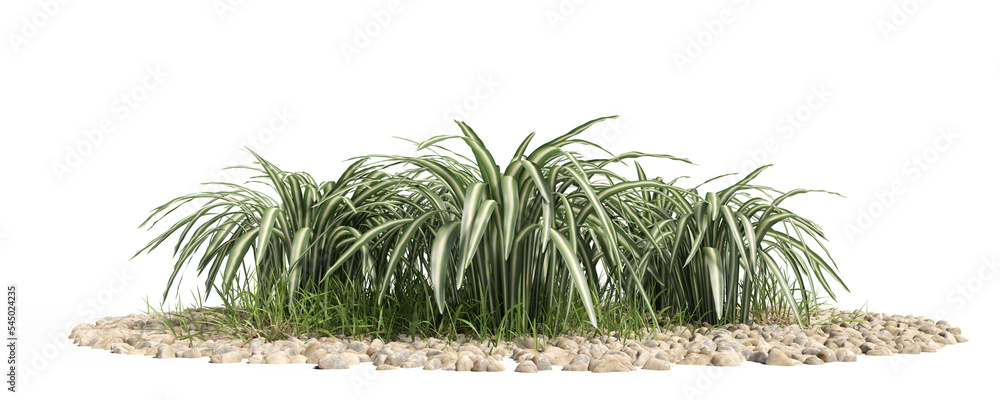3d illustration of garden plants isolated on transparent background via ...
