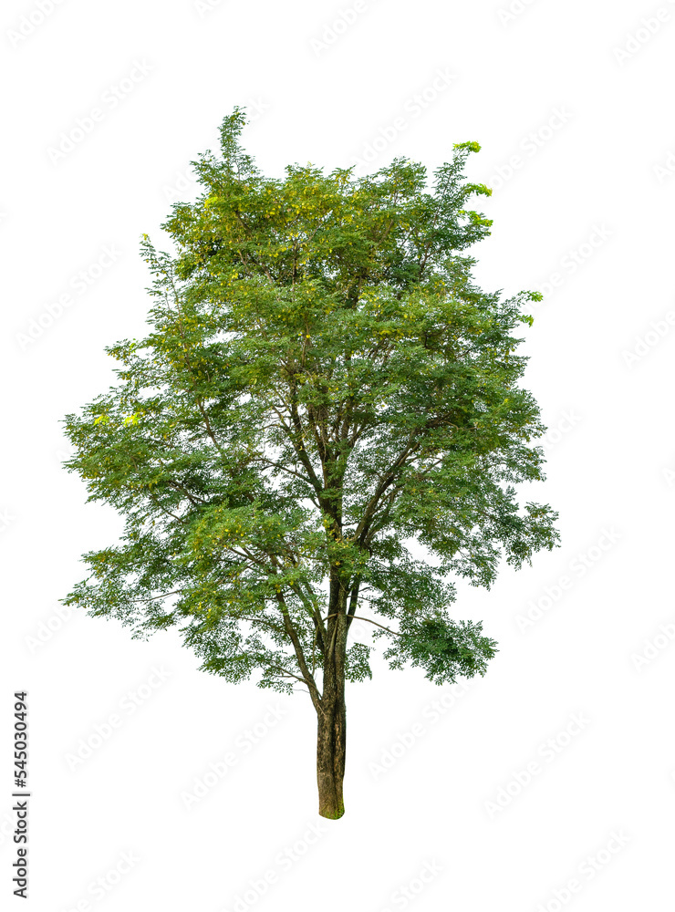 Isolated Tree on transparent background ,Suitable for use in landscape ...