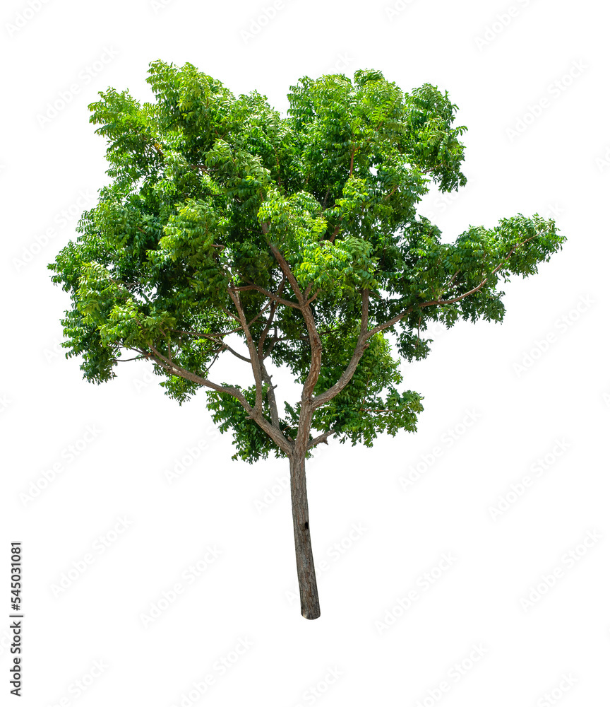 Isolated Tree on transparent background ,Suitable for use in landscape ...