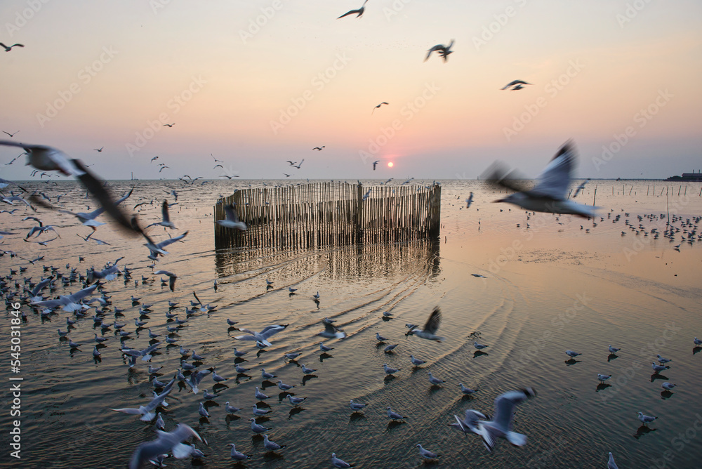 Gulls en masse at the Bang Pu bird sanctuary, Bangkok, Thailand Stock ...